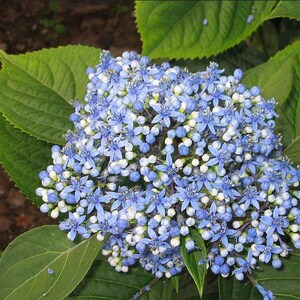 Dichroa Febrifuga Seeds, Tibetan Hortence, Chinese Quinine - 10 Seeds ...