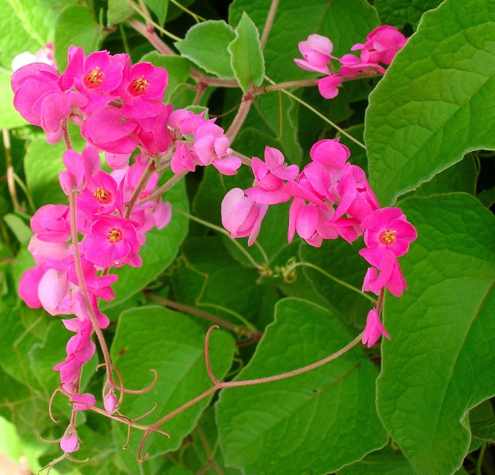 Antigonon Leptopus CORAL VINE Queen's Wreath Pink - Etsy