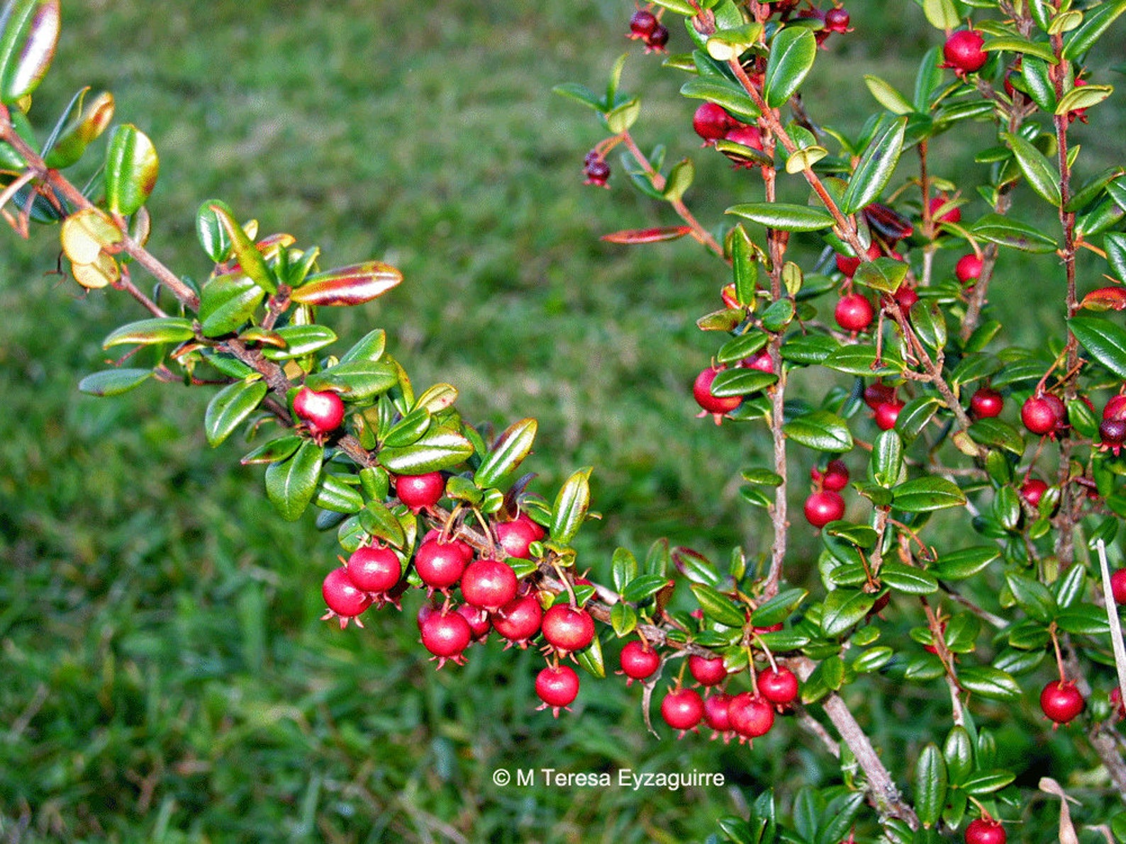 Rare Chilean Guava / Murtilla Ugni Molinae Fruit 10 Seeds - Etsy