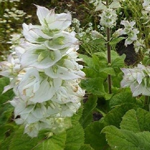 Salvia Sclarea Vatican White / White Clary Sage / Hardy Perennial ** 20 ...