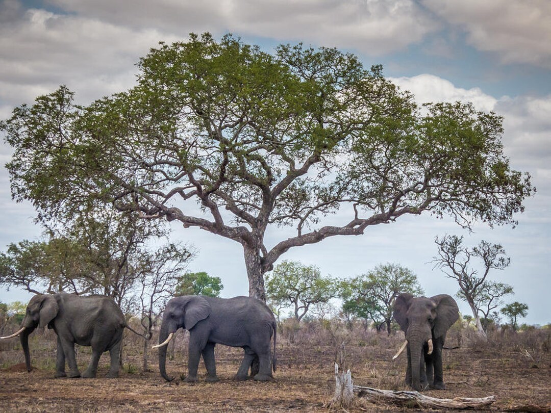 5 Marula Tree Seeds Amarula Morula Mufula Ukanyi - Etsy Canada