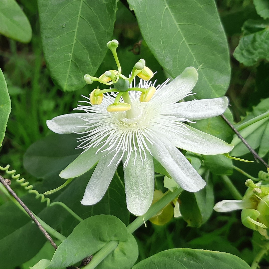 Passiflora Subpeltata 5 Seeds - Passiflora Alba - White Passionflower ...