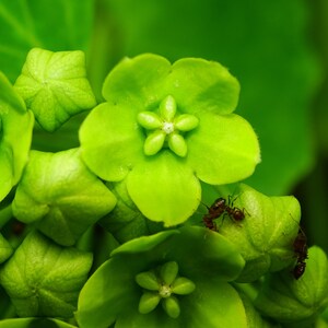 Dregea Volubilis, Wattakaka Volubilis, Hemajivanti, Wax Flower, Jukti ...