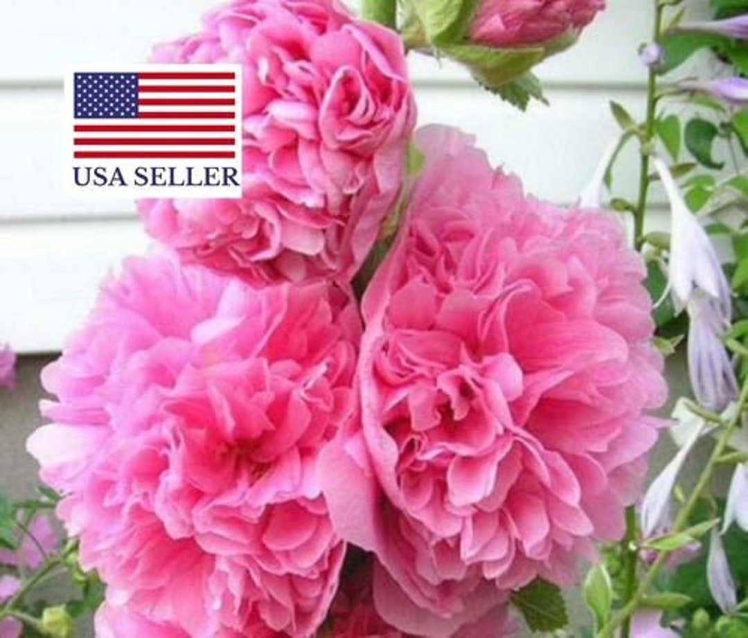 50 Alcea Rosea Chaters Double Rose Pink Double Pink Doubled Mallow ...