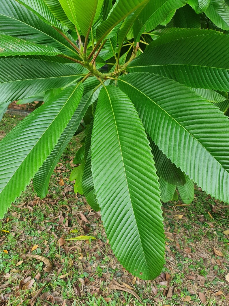 Dillenia Indica Elephant Apple Tree Chalta Indischer - Etsy