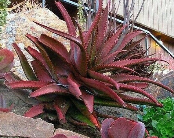 Aloe Cameronii