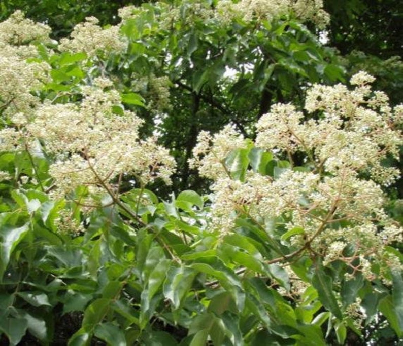 20 Bee Tree Euodia Hupehensis Seeds 20 Seeds tetradium | Etsy