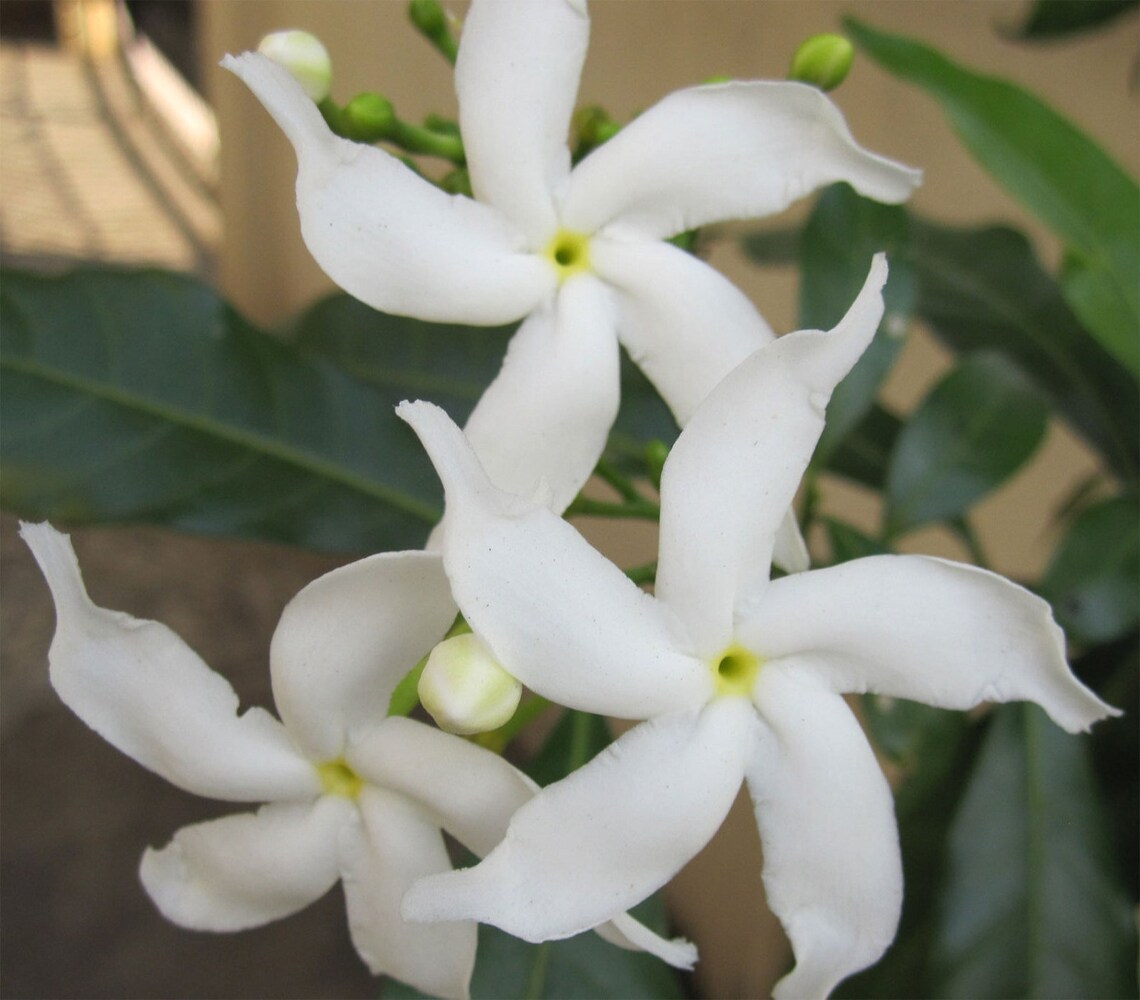 Tabernaemontana Divaricata Crape Jasmine East India Rosebay - Etsy