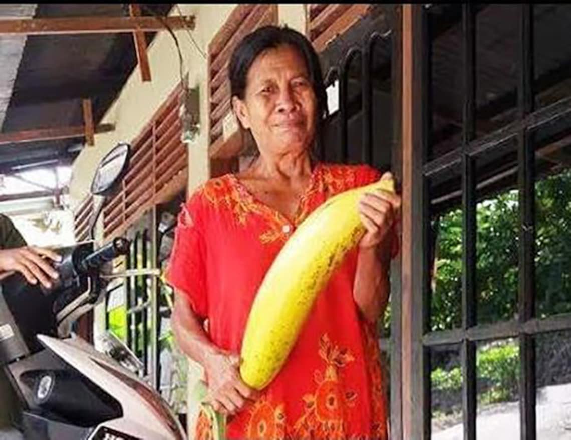 Musa Ingens 2 Seeds Giant Highland Banana | Etsy