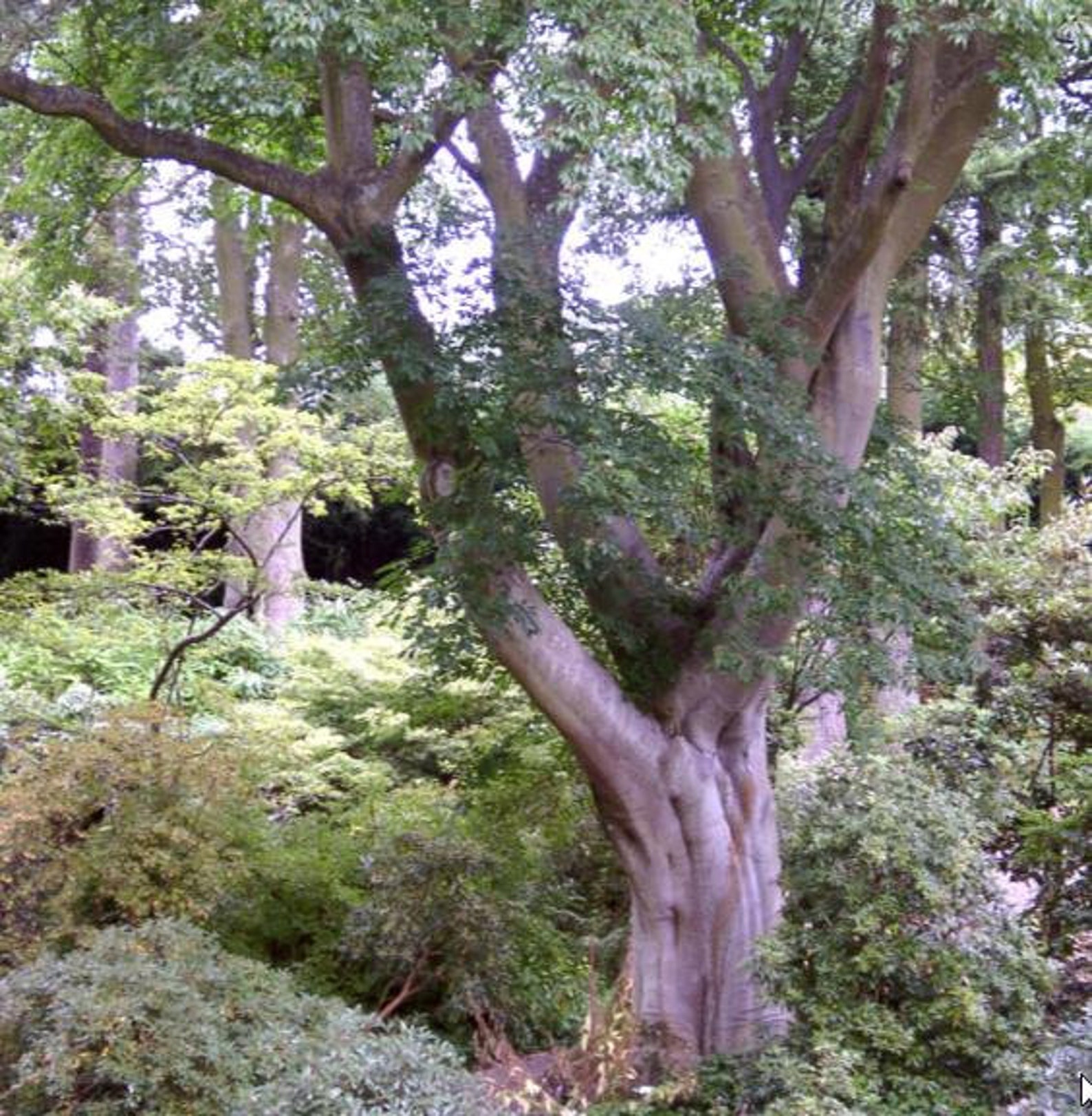 20 Bee Tree Euodia Hupehensis Seeds 20 Seeds tetradium | Etsy