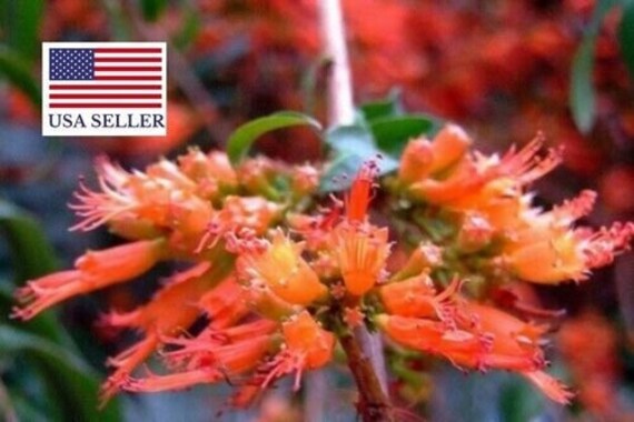 Woodfordia Fruticosa Fire Flames Woodfordia Dhataki Plant - Etsy