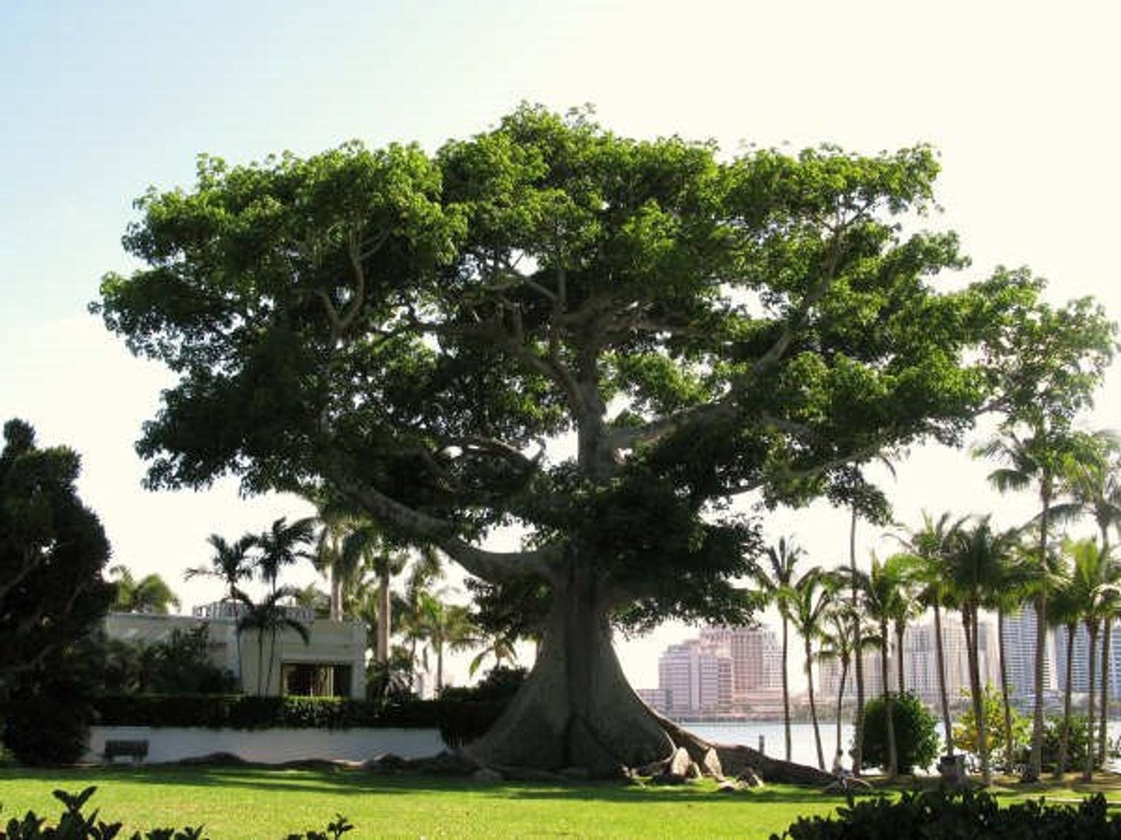 Tropical Rainforest Kapok Tree
