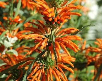 Lion's Tail Plant/leonotis Leonurus 5 Rooted Plant - Etsy