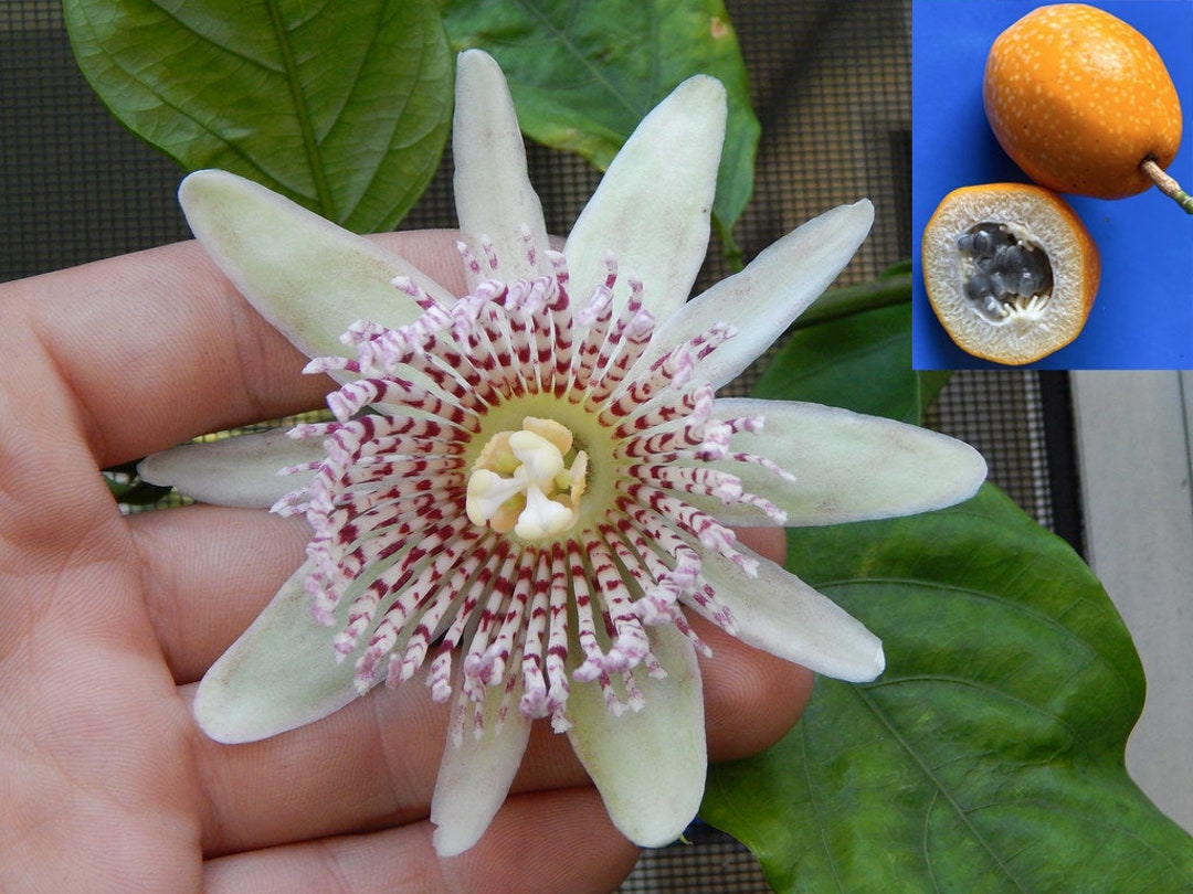 Passiflora Nigradenia Seeds - 5 Seeds * Very Rare Passiflora * - Etsy