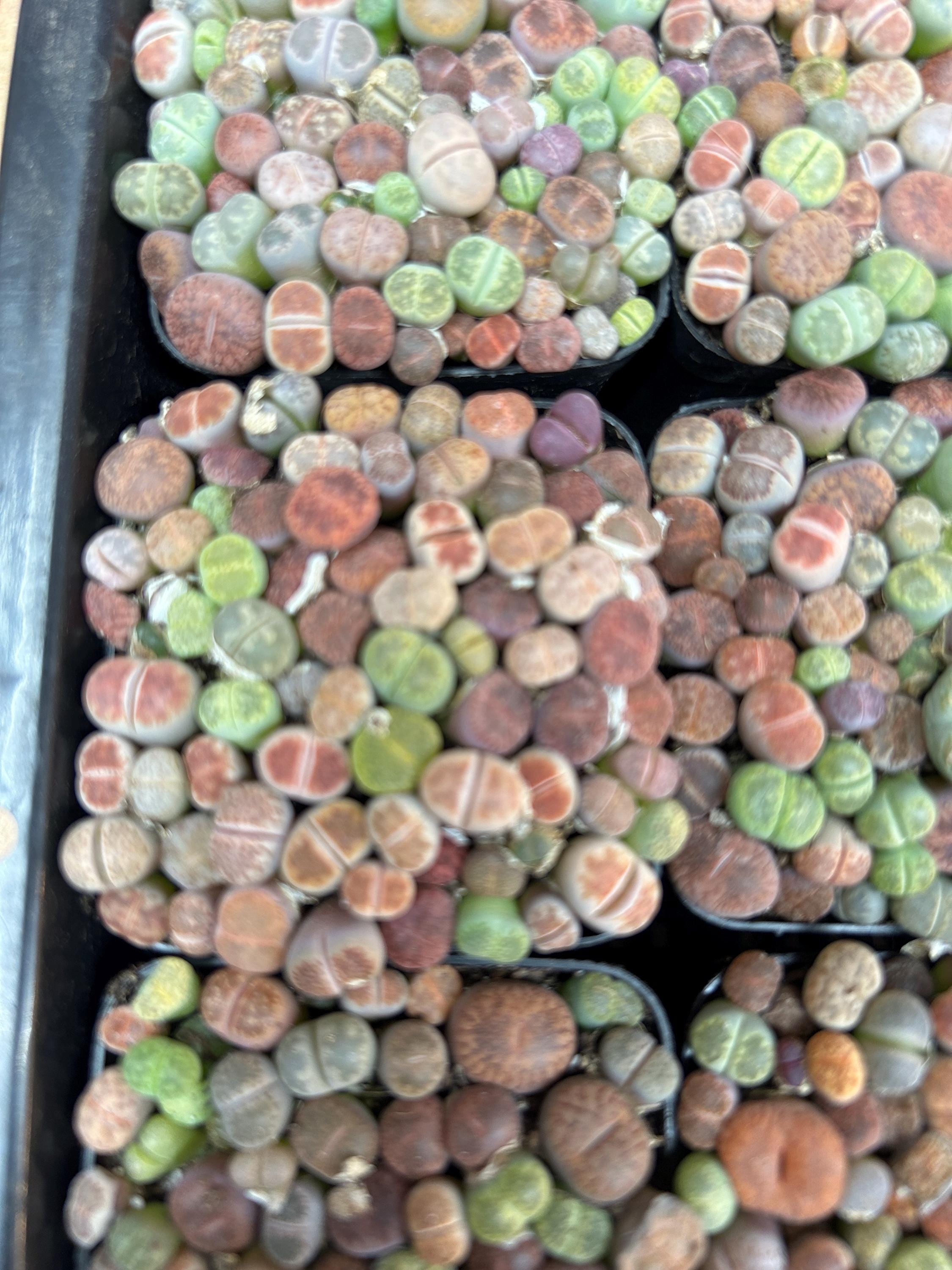 Baby Lithops Full in the 2 Inches Pot .about 50-70pc.shipping With Pot ...