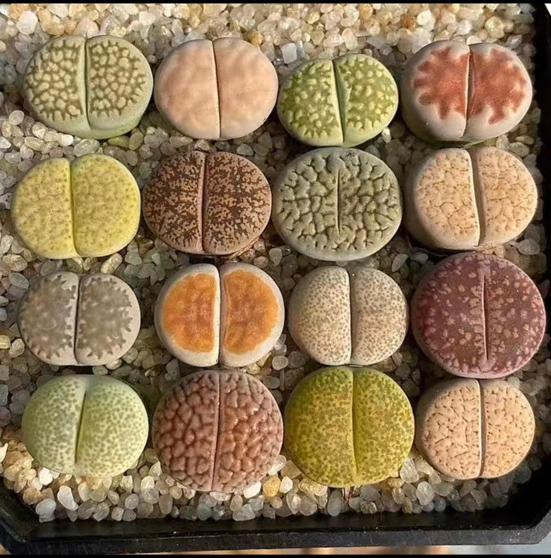 5-10-15pc Lithops Living Stones .rare Succulents.each Plant Size (0.5-0 ...