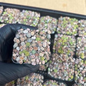 Baby Lithops Living Stone Succulents - Full 2" Pot - Etsy