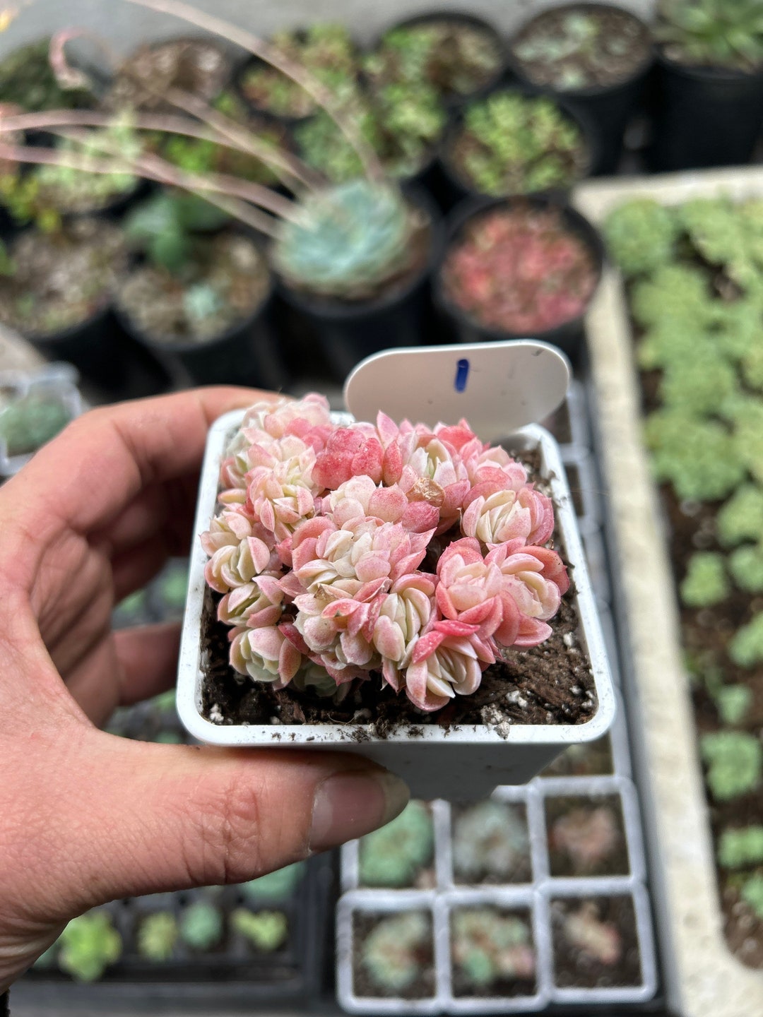 Echeveria Rouge Berry Cluster.pot Size 3.7.bare Root Shipping - Etsy