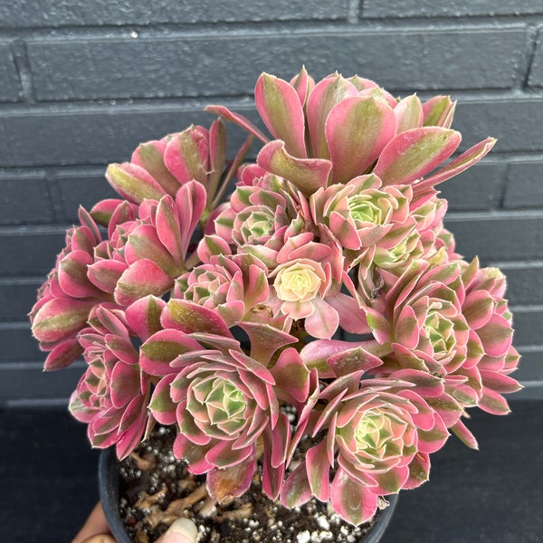 Pink Witch Aeonium - Etsy