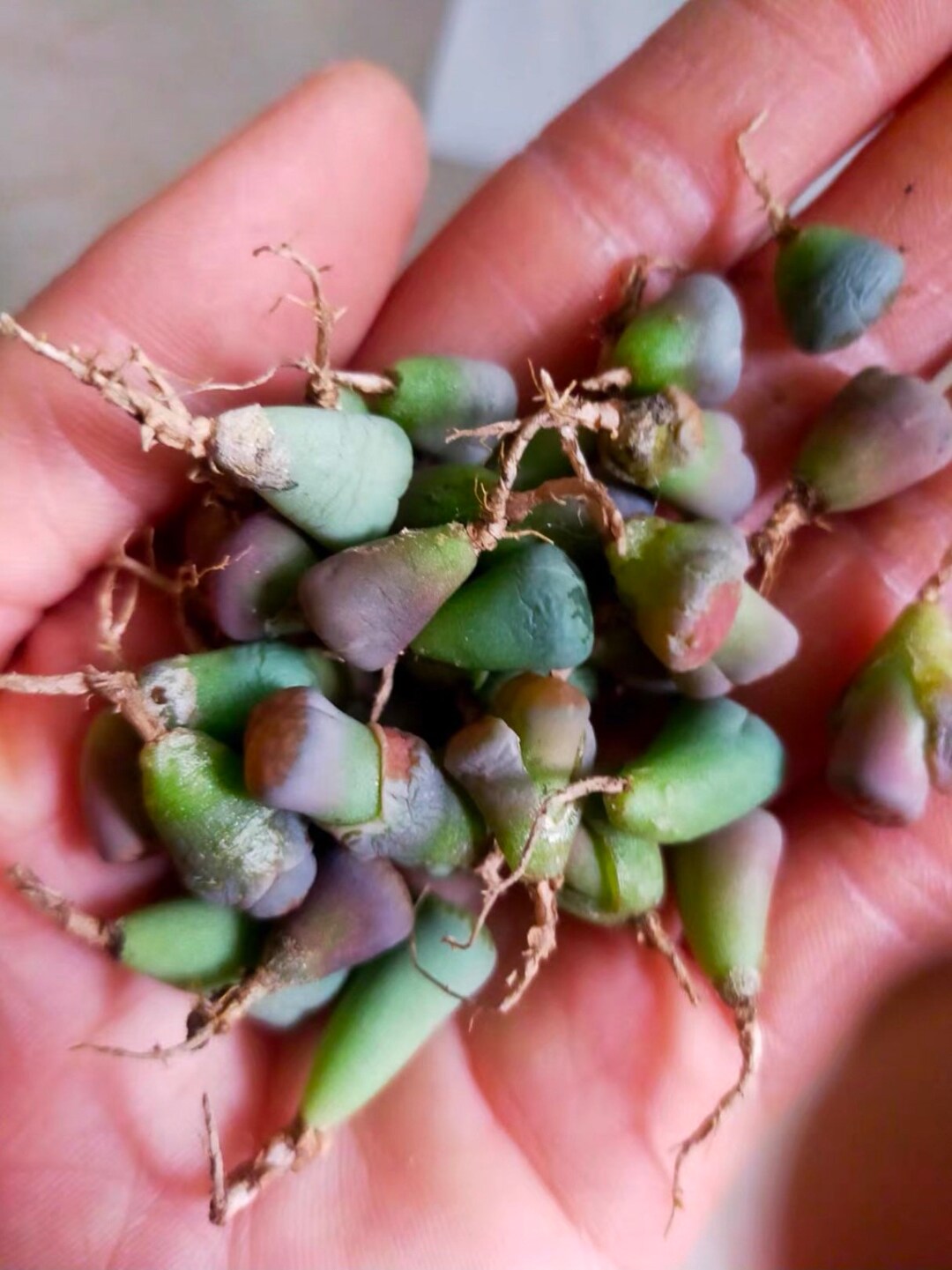 Baby Lithop.rare Succulents.living Stones (0.2-0.3 Inches )hand Pick ...