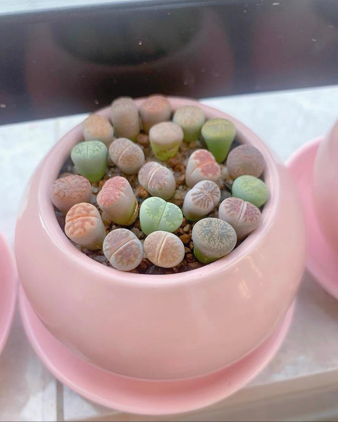 1020-30pc Baby Lithop .rare Succulents.living Stones - Etsy