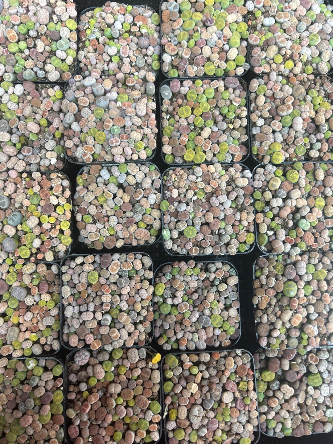 Baby Lithops Living Stone Succulents - Full 2" Pot - Etsy