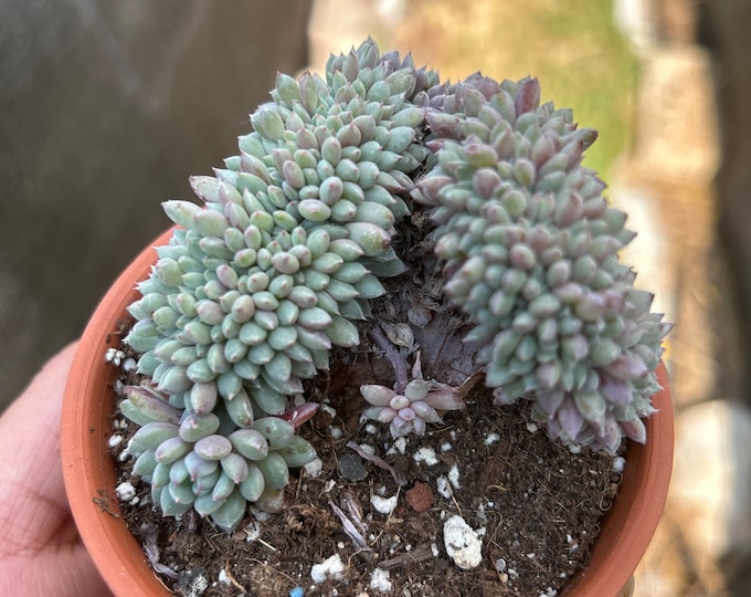 Echeveria 'chrissy N Ryan Crested - Etsy
