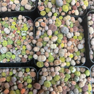 Baby Lithops Living Stone Succulents - Full 2" Pot - Etsy