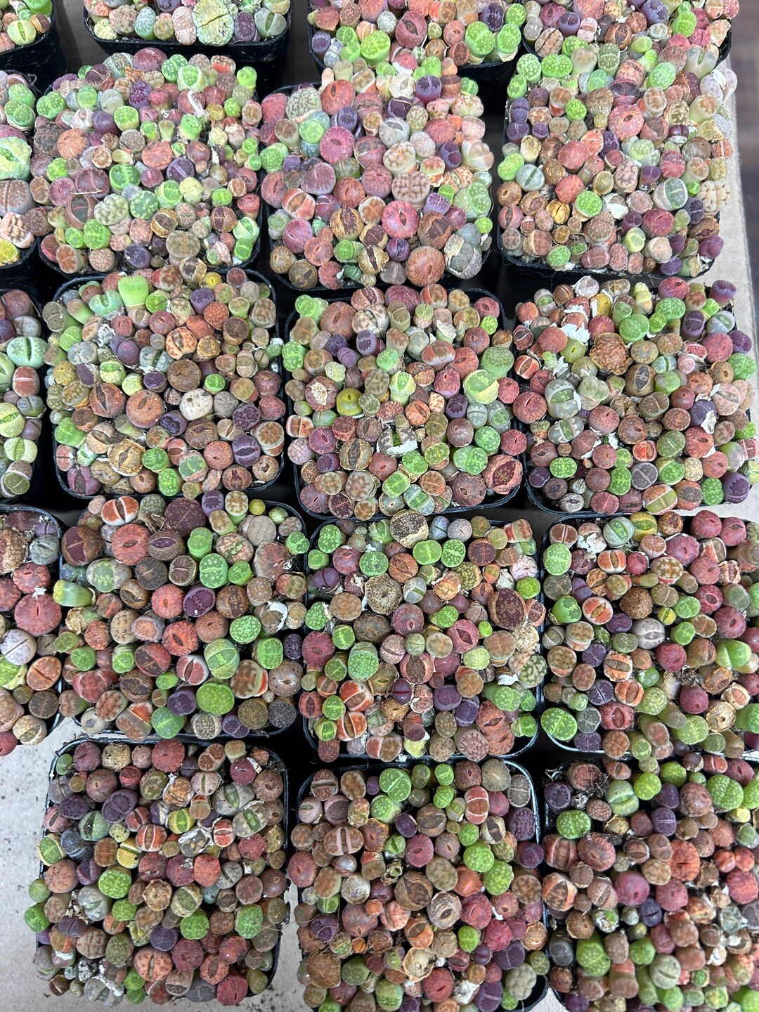 Baby Lithops Full in the 2 Inches Pot .about 50-70pc.shipping With Pot ...