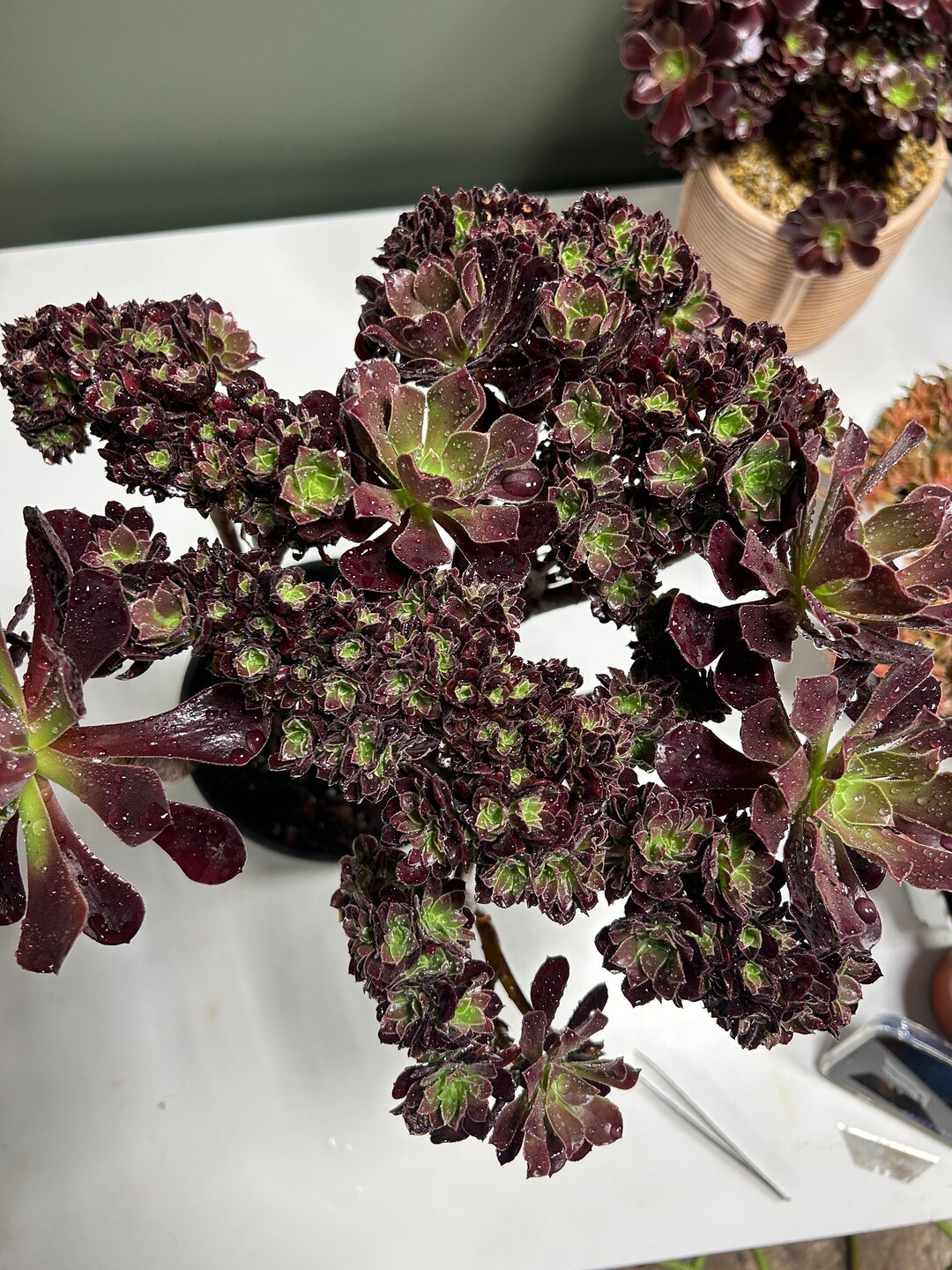 Large Aeonium velourcristata..bare Root Shipping .read - Etsy