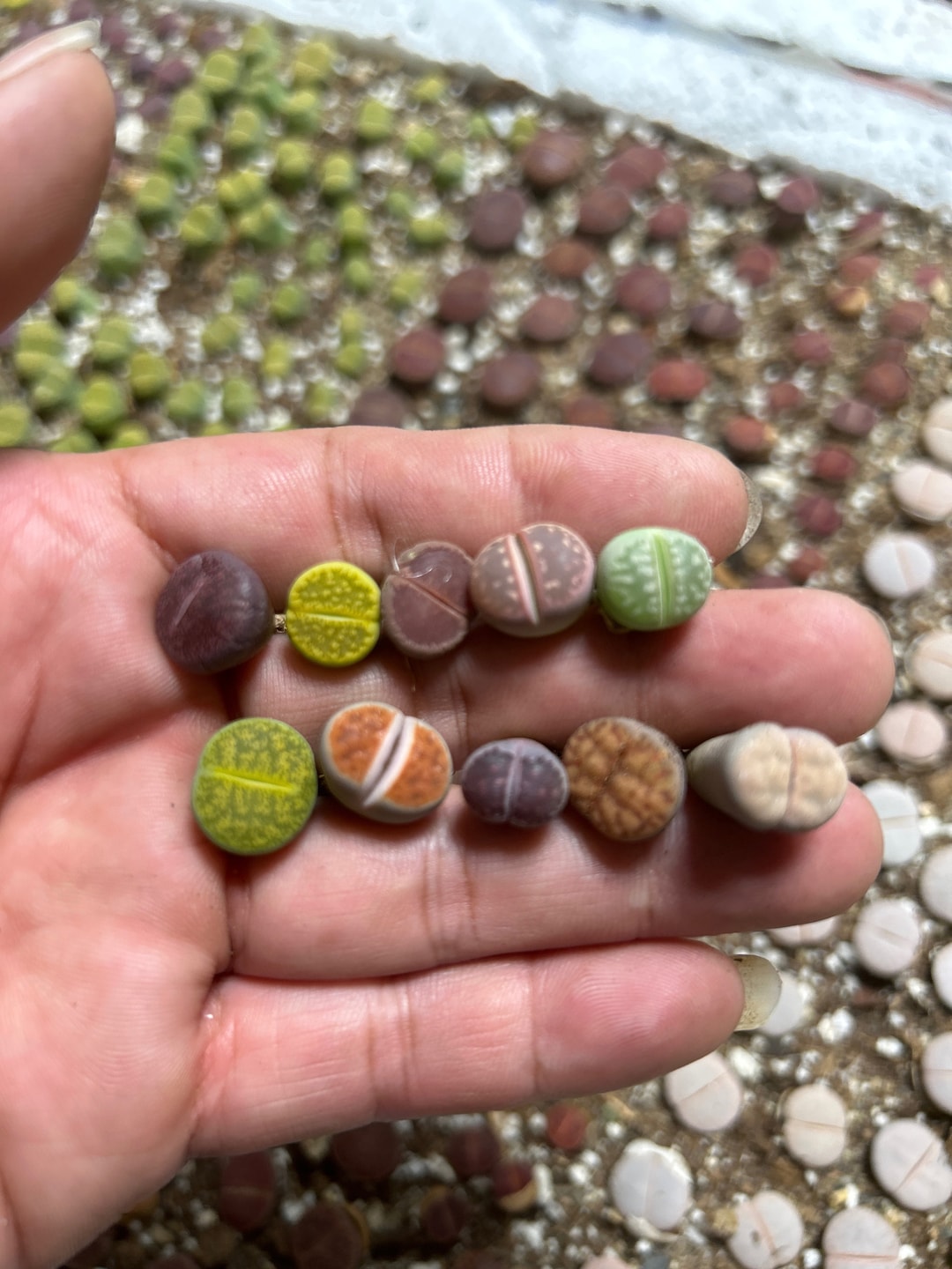 10–20-30pc Baby Lithop .rare Succulents.living Stones (l0.4-0.5”inch ...
