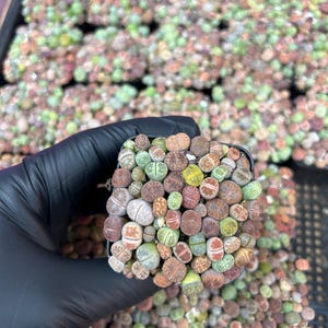 Baby Lithops Full in the 2 Inches Pot .about 50-70pc.shipping With Pot ...