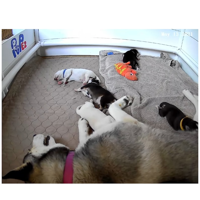 Whelping Box for Dogs Dog Whelping Box Dog Birthing Box Puppy Whelping ...