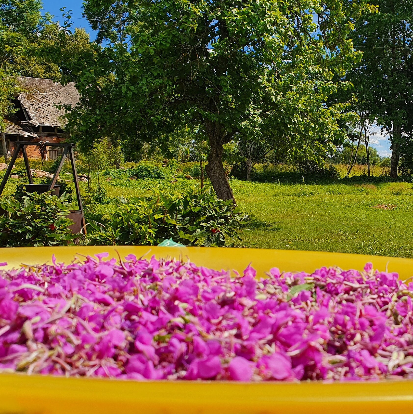 Ivan Chai / Willowherb Tea Fireweed Fermented /1.75 Oz (50g) / 3.5 Oz ...