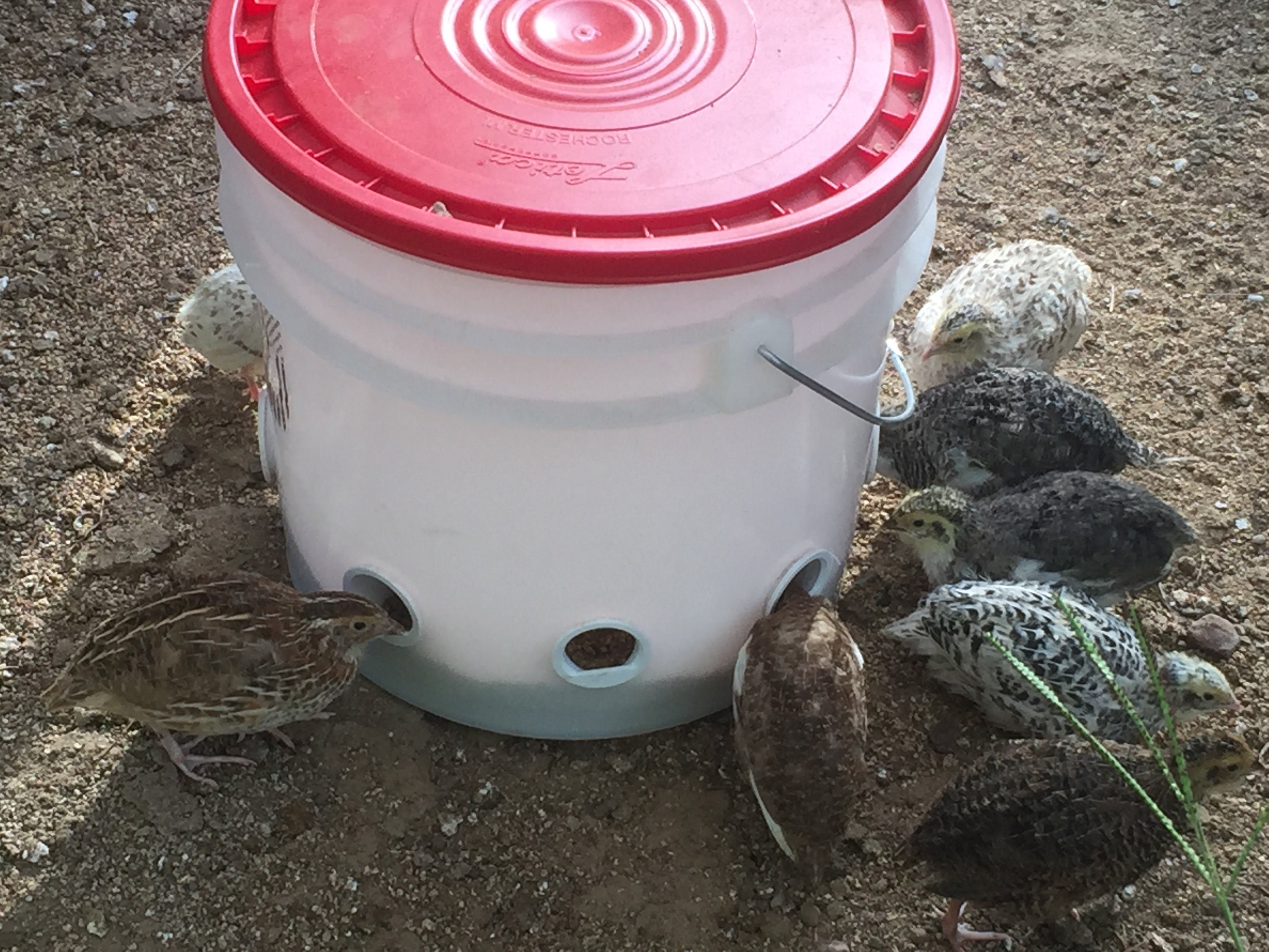 QUAIL FEEDER Reduce Waste Coturnix Quail Cage Coop Aviary for - Etsy