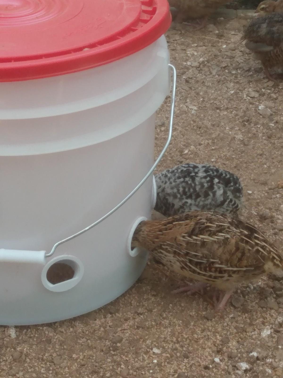 QUAIL FEEDER Reduce Waste Coturnix Quail Cage Coop Aviary for - Etsy