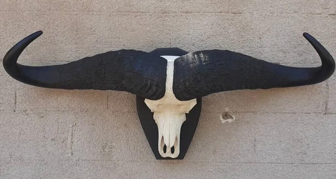 63.5 Inches World Record African Cape Buffalo Replica - Etsy