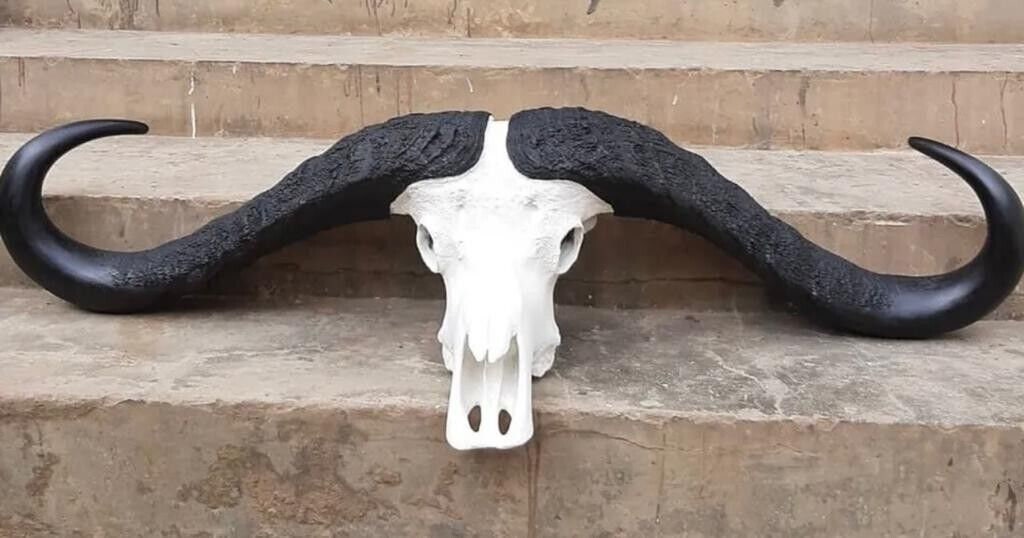 63.5 Inches World Record African Cape Buffalo Replica - Etsy