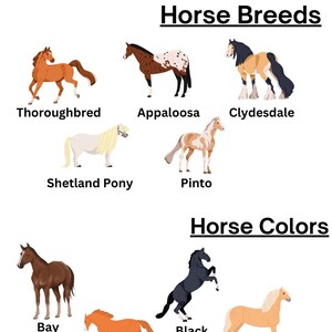 Horse Lap Book | About Horses | for Kids | Learning About Horses ...