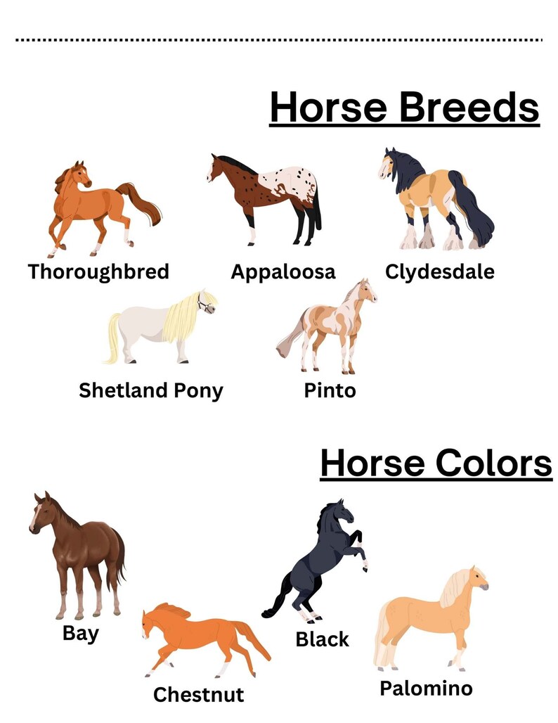 Horse Lap Book | About Horses | for Kids | Learning About Horses ...