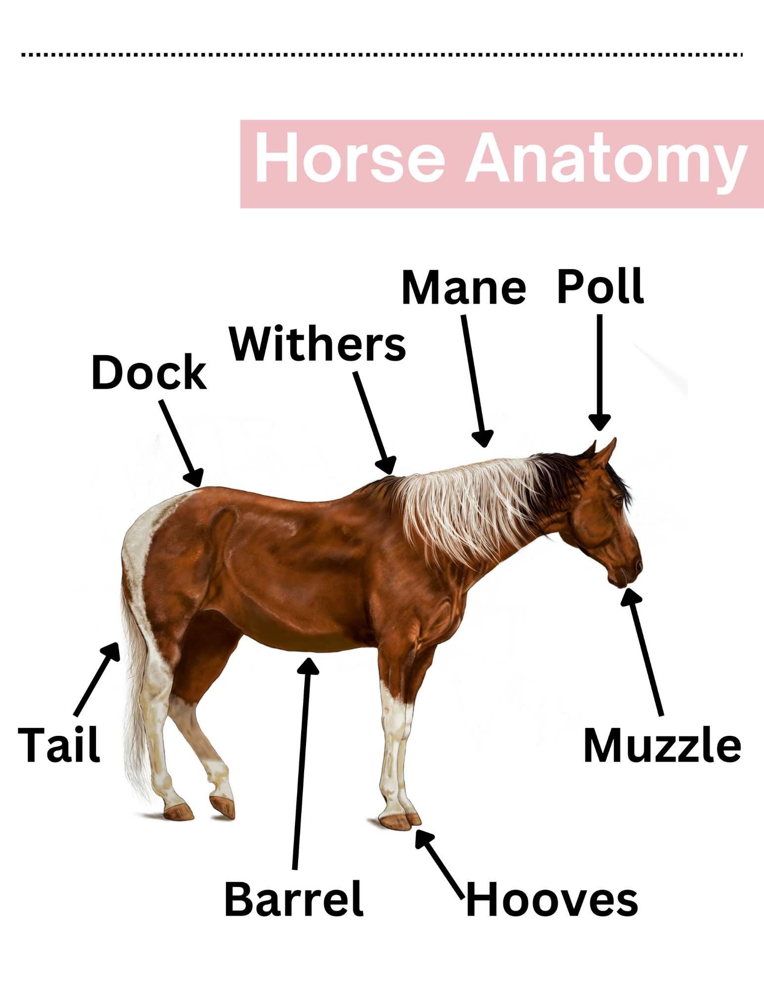 Horse Lap Book | About Horses | for Kids | Learning About Horses ...