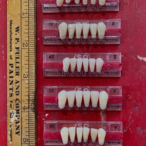 Vintage Denture Teeth Display Samples, Lot of 5 - Etsy