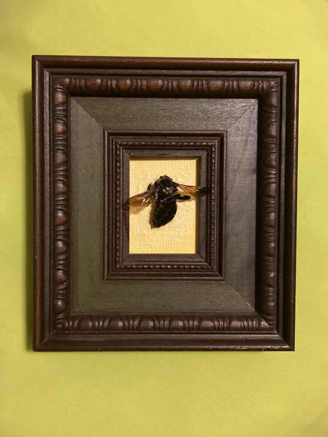 Bumblebee Taxidermy Frame Handmade Bug Art Real Bee Picture Frame ...