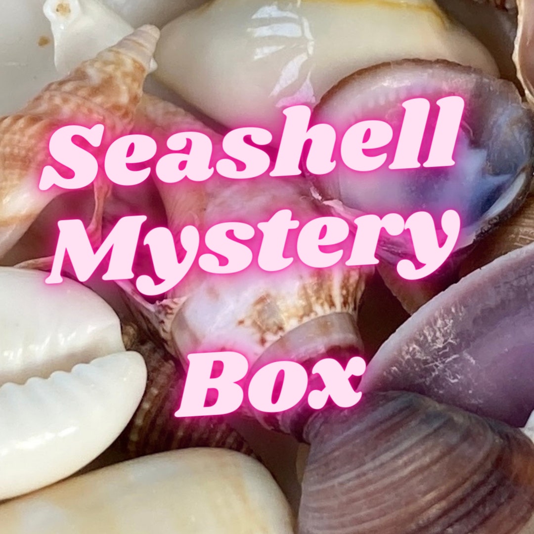 Seashell Beach Mystery Box for Seashell Gifts, Shell Crafting, Shell ...