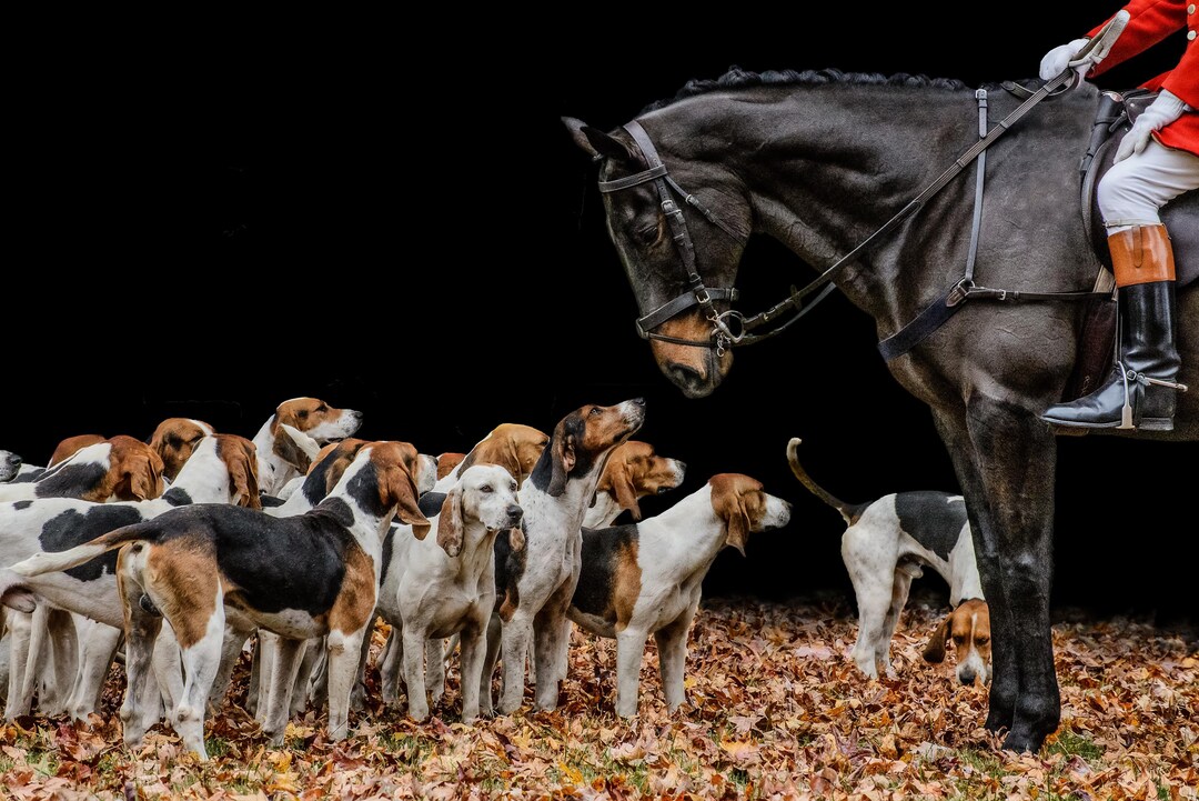 Foxhounds & Horse Fine Art Print – Equestrian Wall Art – Country ...