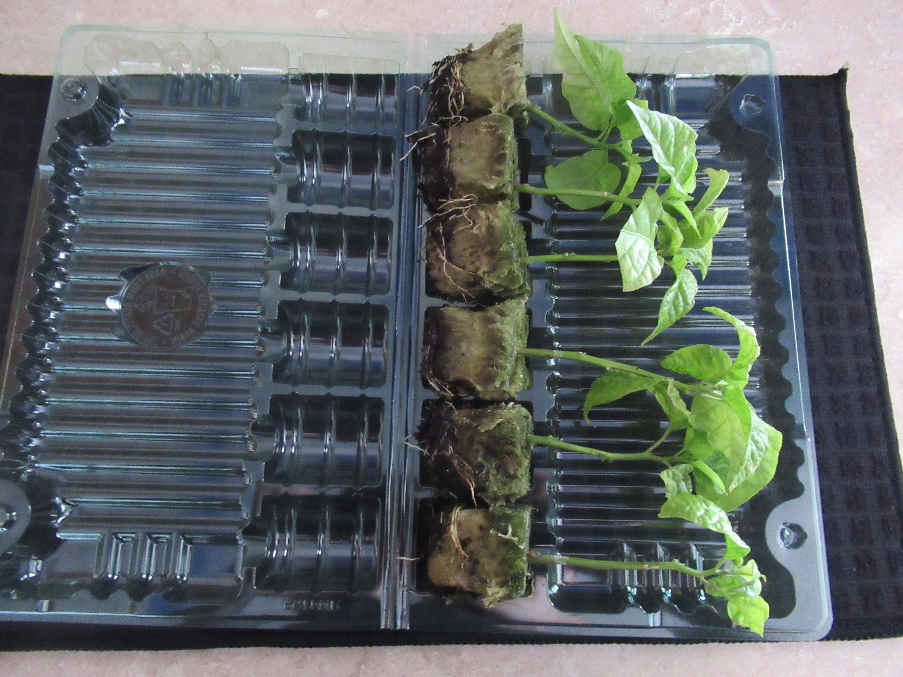 Plant Shipper 12 Pc Bundle/ Each One Holds Six Plants FREE SHIPPING - Etsy