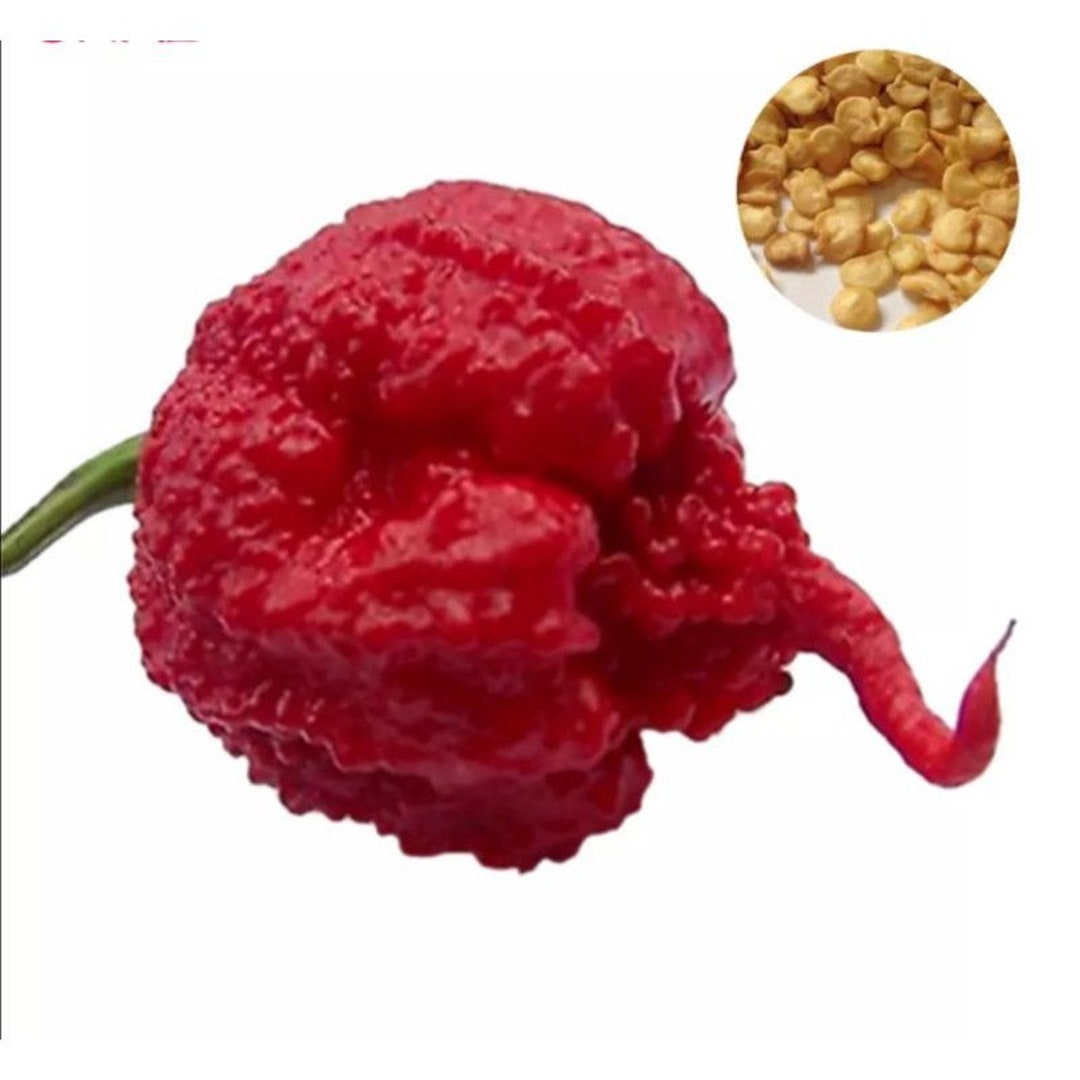 Carolina Reaper Seeds Pack of 100 - Etsy