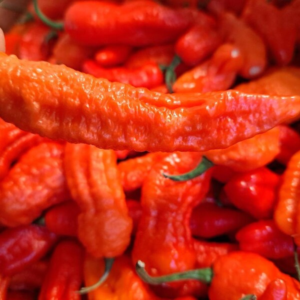Ghost Peppers - Etsy