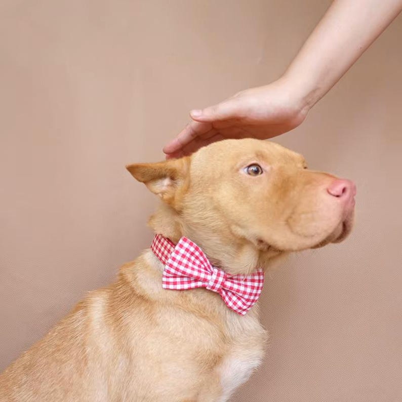 Collar y correa para perro personalizados a cuadros rojos y blancos ...
