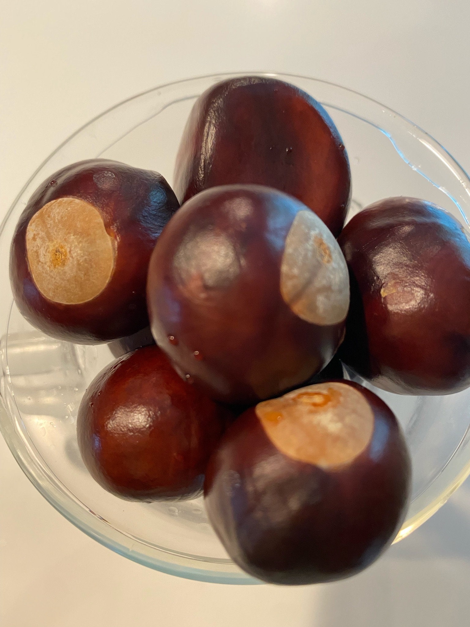 Dried Buckeye Nuts Local Pickup Only - Etsy